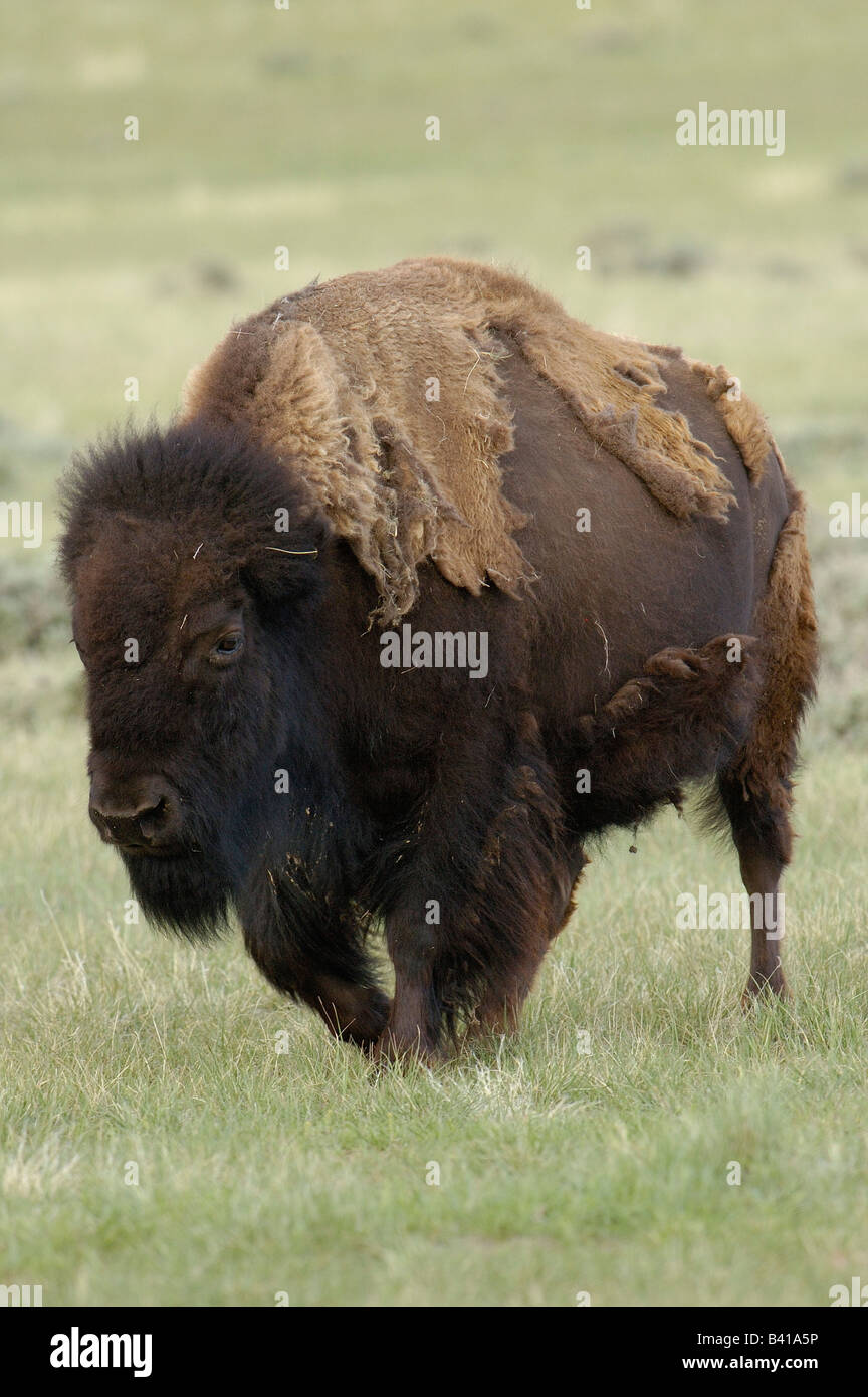 American Bison 'Buffalo' (Bison bison) - female. Durham Ranch. Campbell ...
