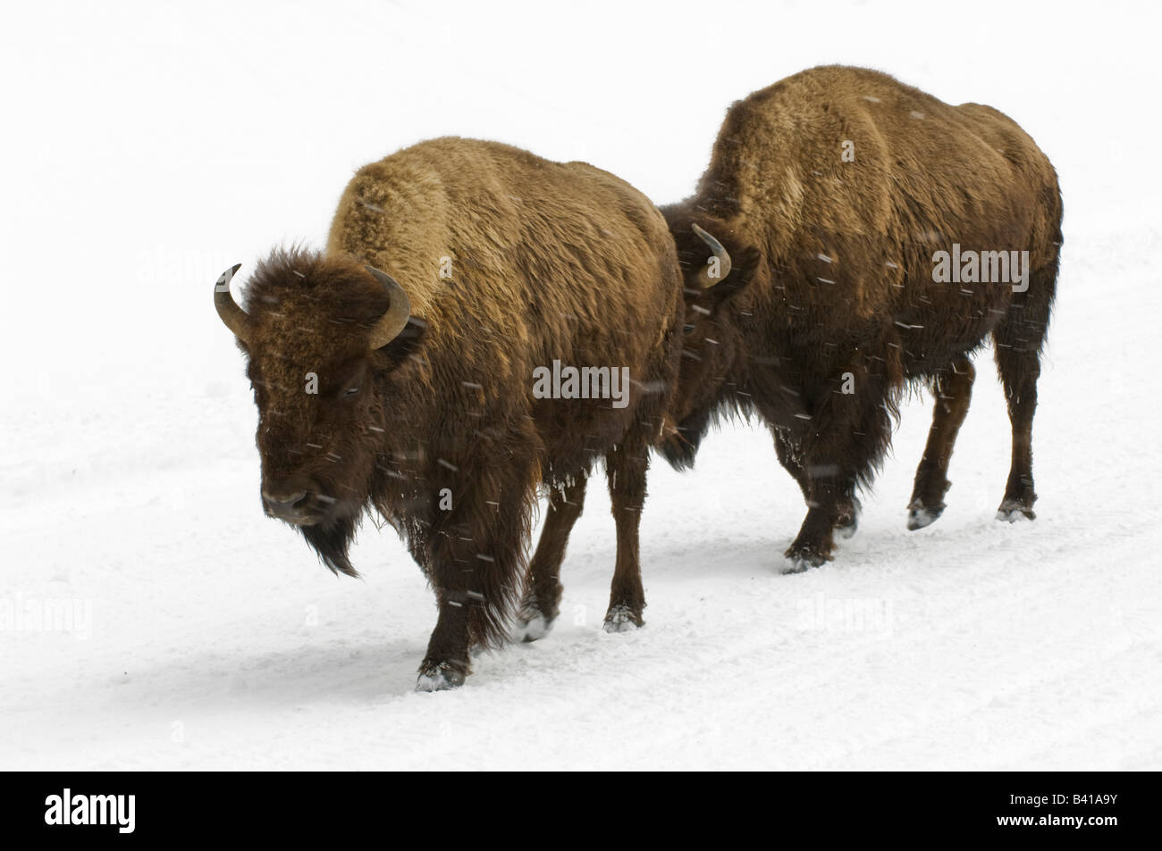 Yellowstone national park winter Cut Out Stock Images & Pictures - Alamy