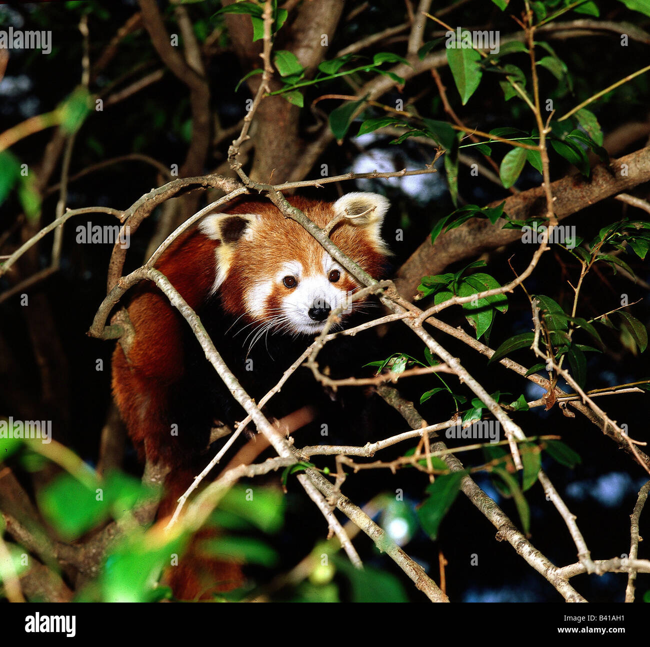 zoology / animals, mammal / mammalian, fire fox, (ailuridae), red panda ...