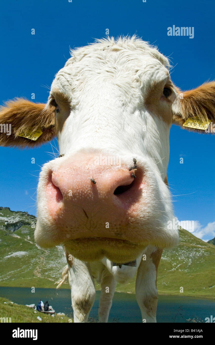 Cow looking in the camera Stock Photo - Alamy