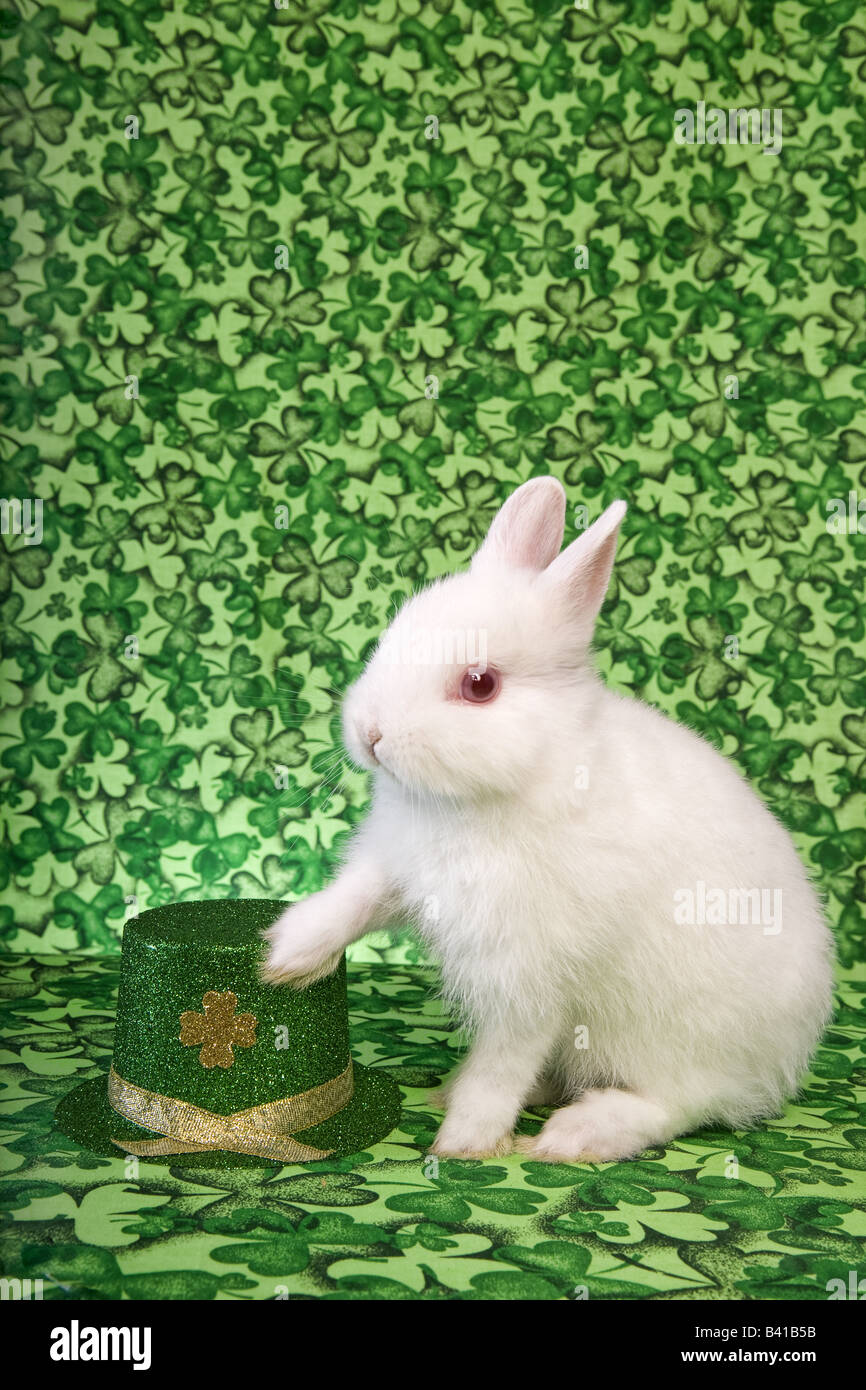St Patricks Day white Netherland Dwarf Bunny Rabbit on green clover ...