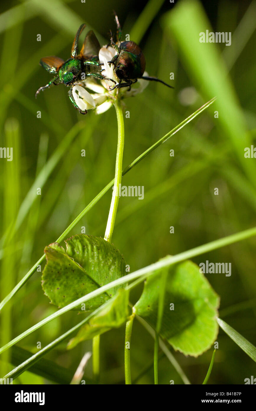 Beetles on white hi-res stock photography and images - Alamy