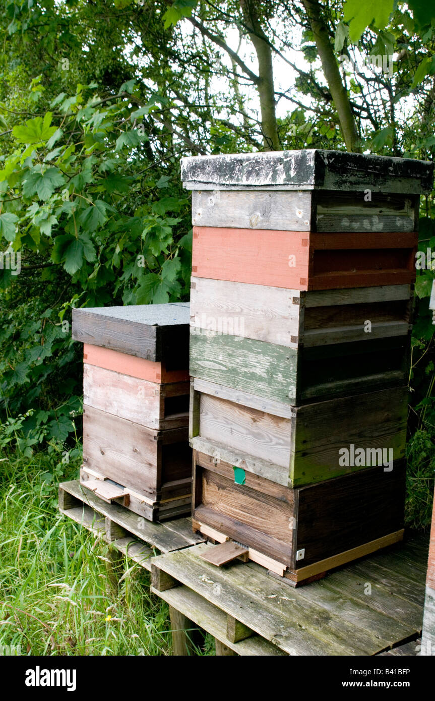 bee bees beekeeping keeping hive hives beehive beehives keeper ...