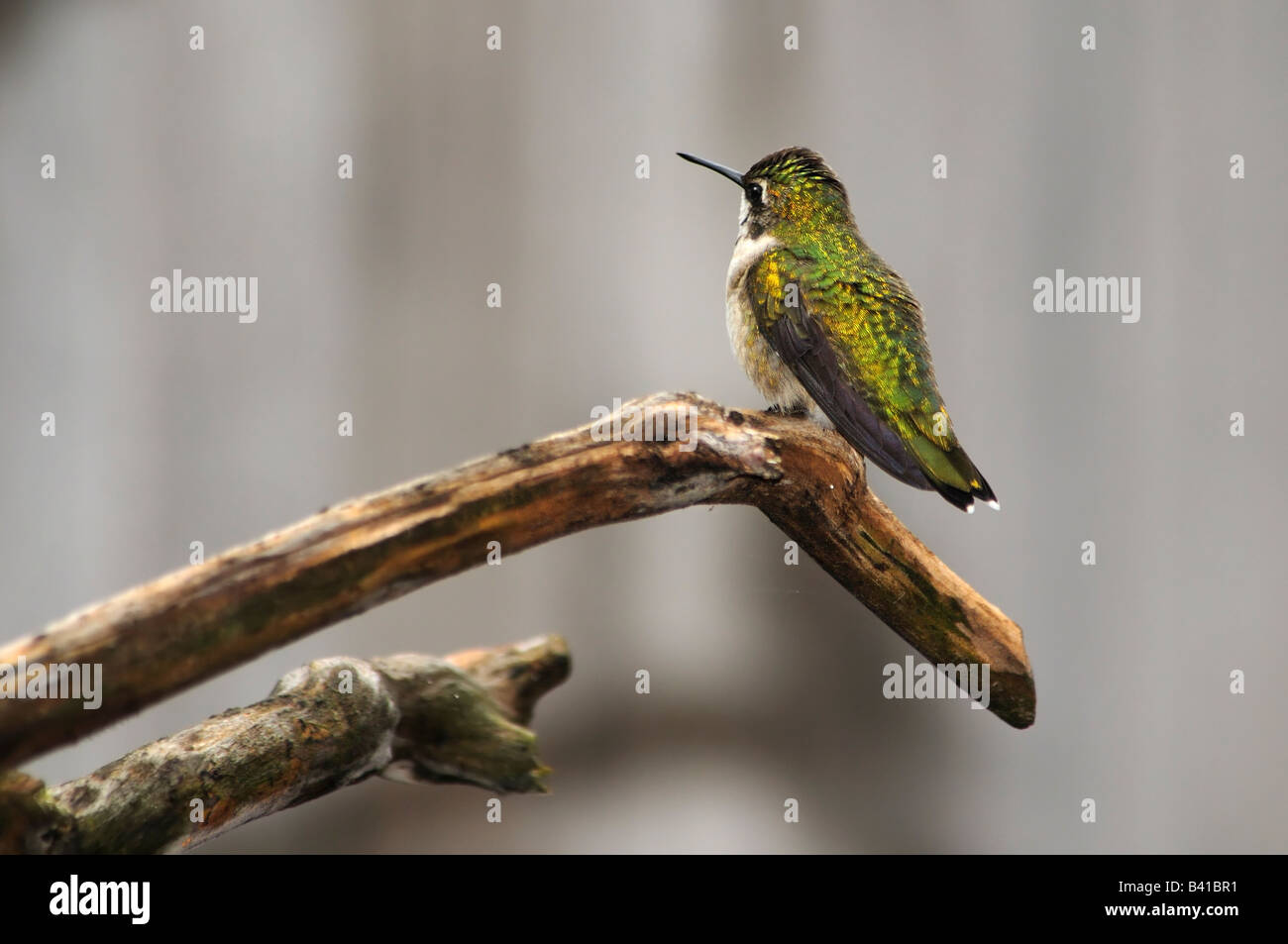 An immature male Ruby throated Hummingbird, Archilochus colubris ...