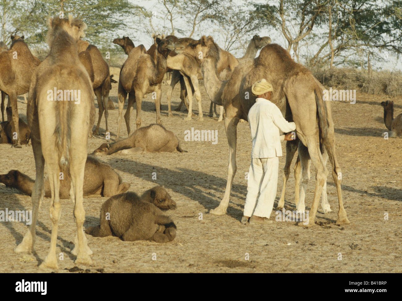Camel milk keeper milking hi-res stock photography and images - Alamy