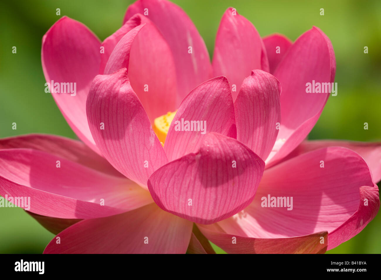 Irregular petals hi-res stock photography and images - Alamy