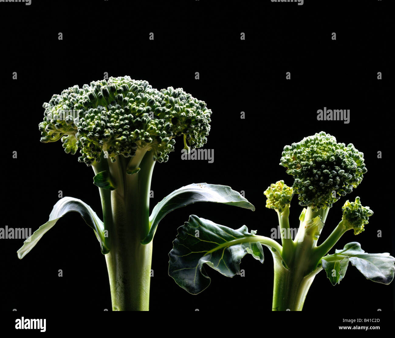 botany, vegetable, Broccoli, (Brassica oleracea), two heads, Cabbage ...