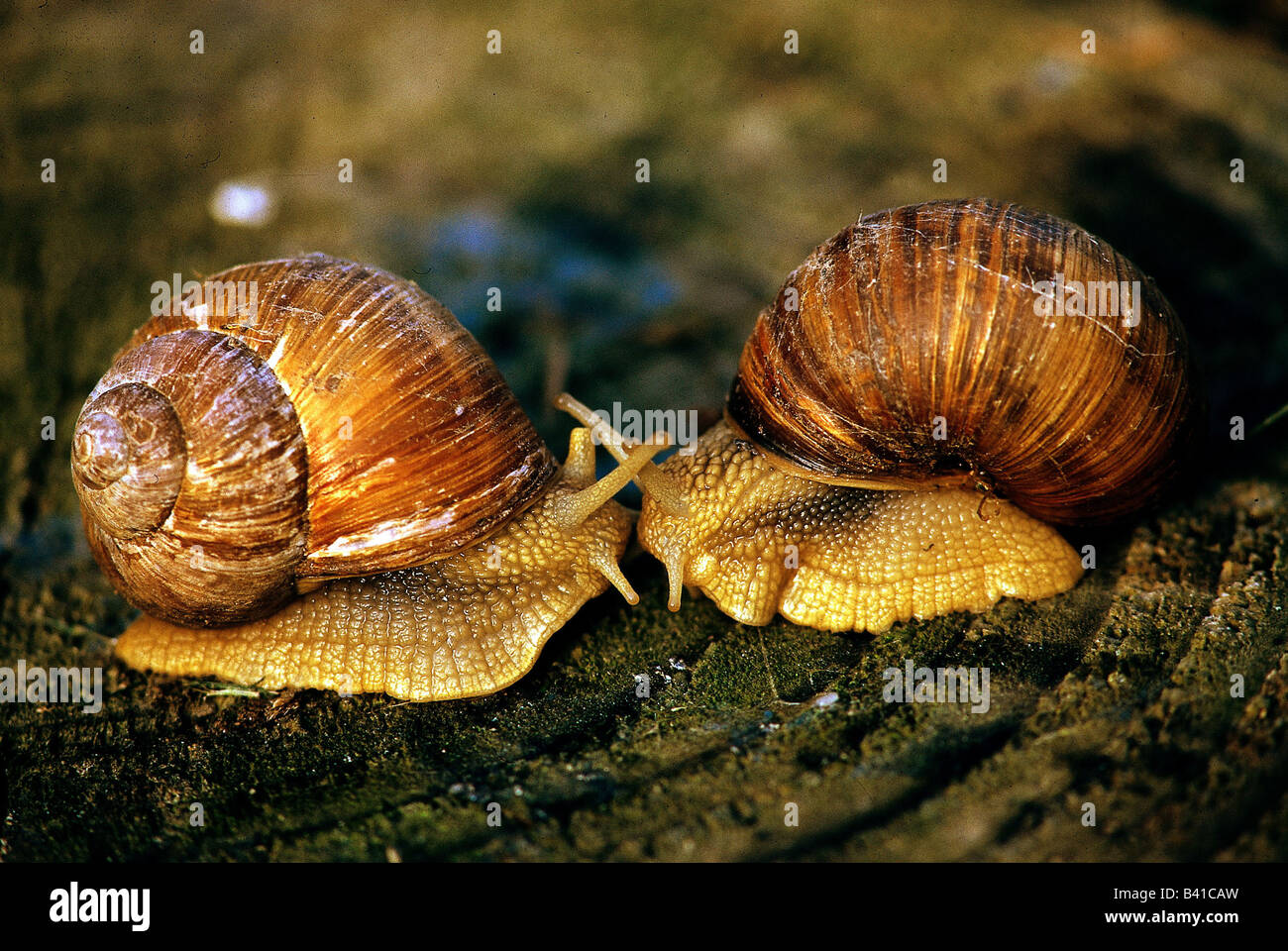 Grapevine snails mating hi-res stock photography and images - Alamy