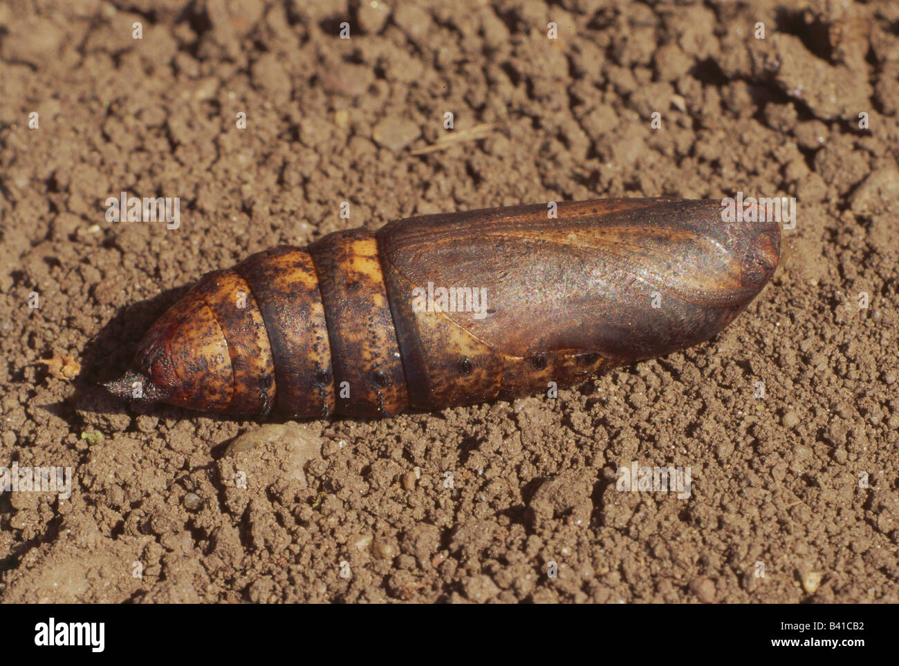 zoology / animals, insect, butterflies, Willowherb Hawkmoth ...