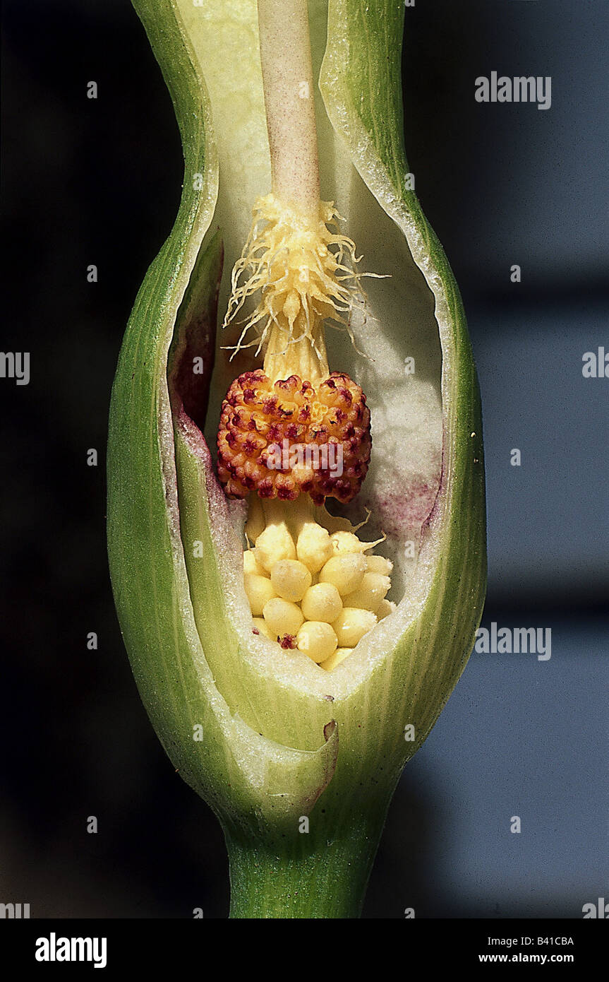 botany, Lord and Ladies, (Arum maculatum), cross section, seed, fruit ...