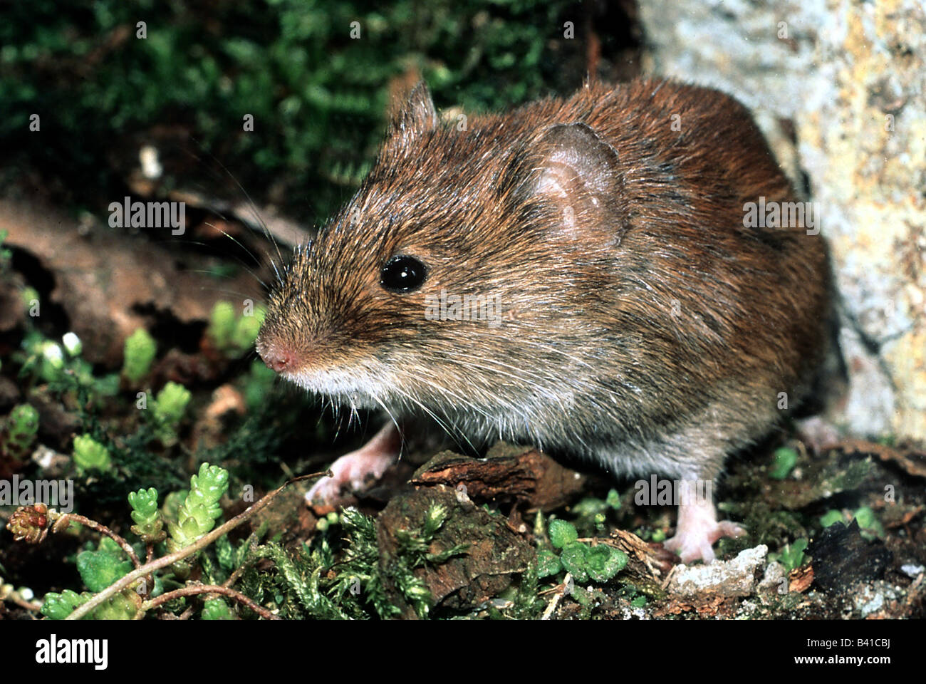 Root vole hi-res stock photography and images - Alamy