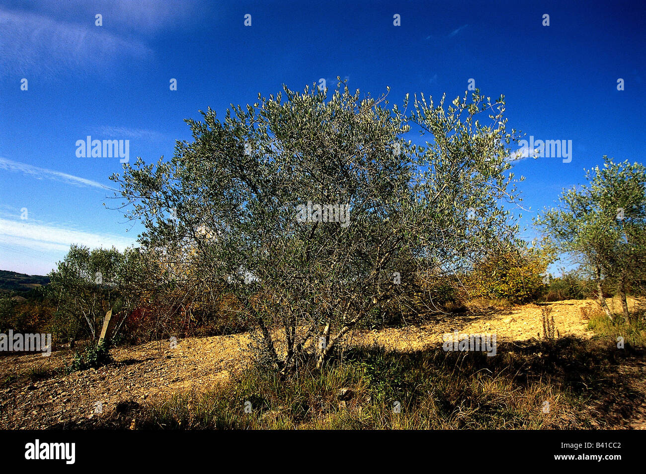 botany, Olive, (Olea), Olive, (Olea europaea), blossoms, tree, leaf ...