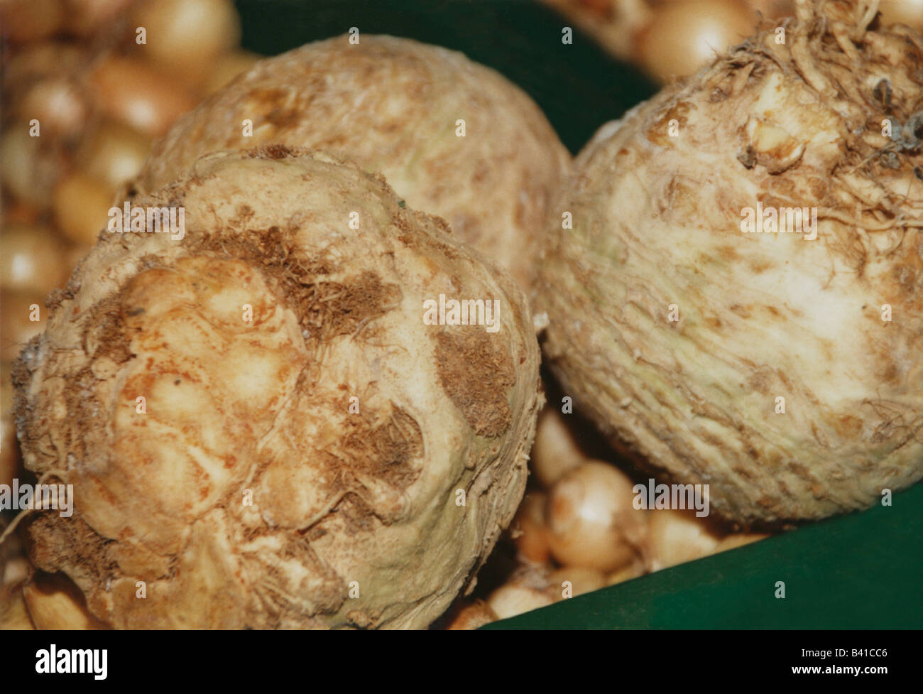 celeriac a root vegetable Stock Photo - Alamy