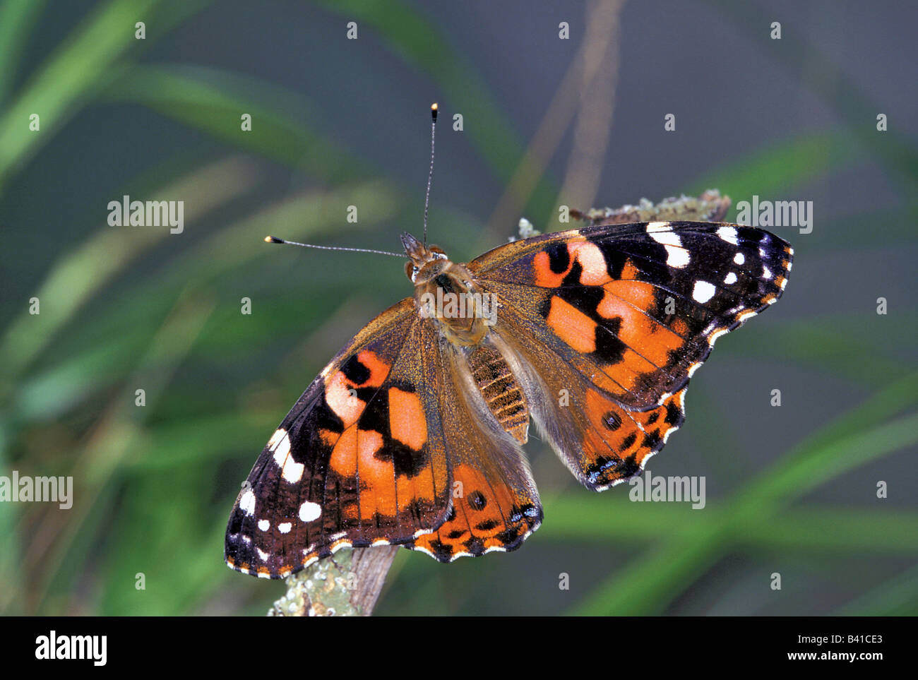 Devil butterfly hi-res stock photography and images - Alamy