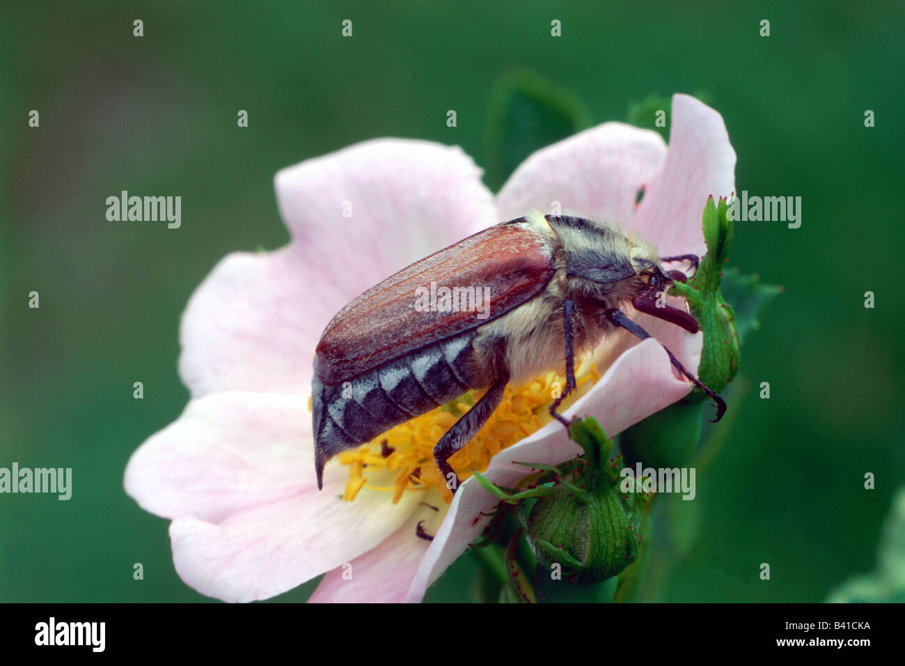 zoology / animals, insect, beetles, cockchafers, Common Cockchafer ...