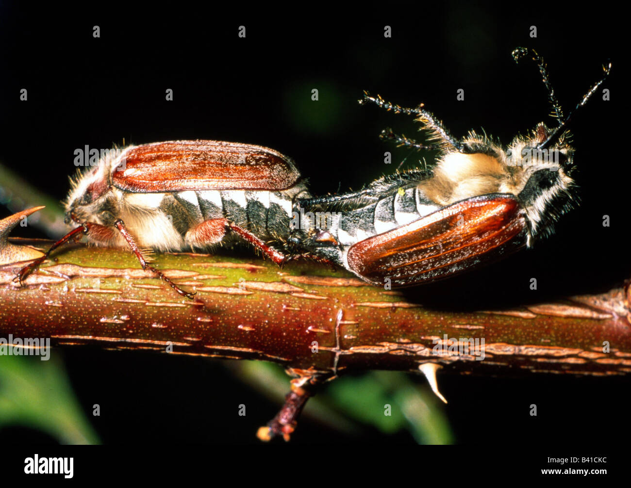 Dung beetle mating hi-res stock photography and images - Alamy