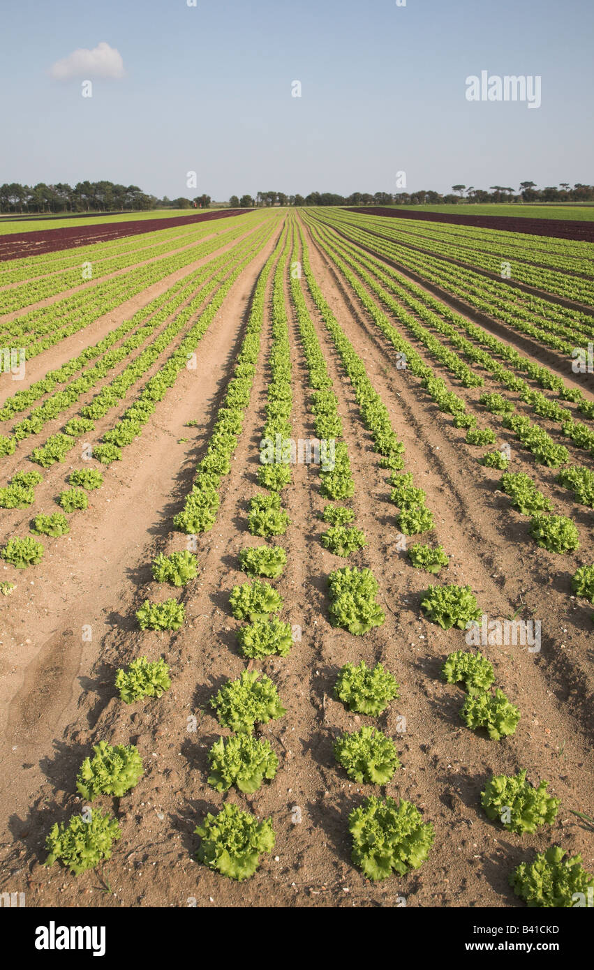 Rows and lines hi-res stock photography and images - Alamy