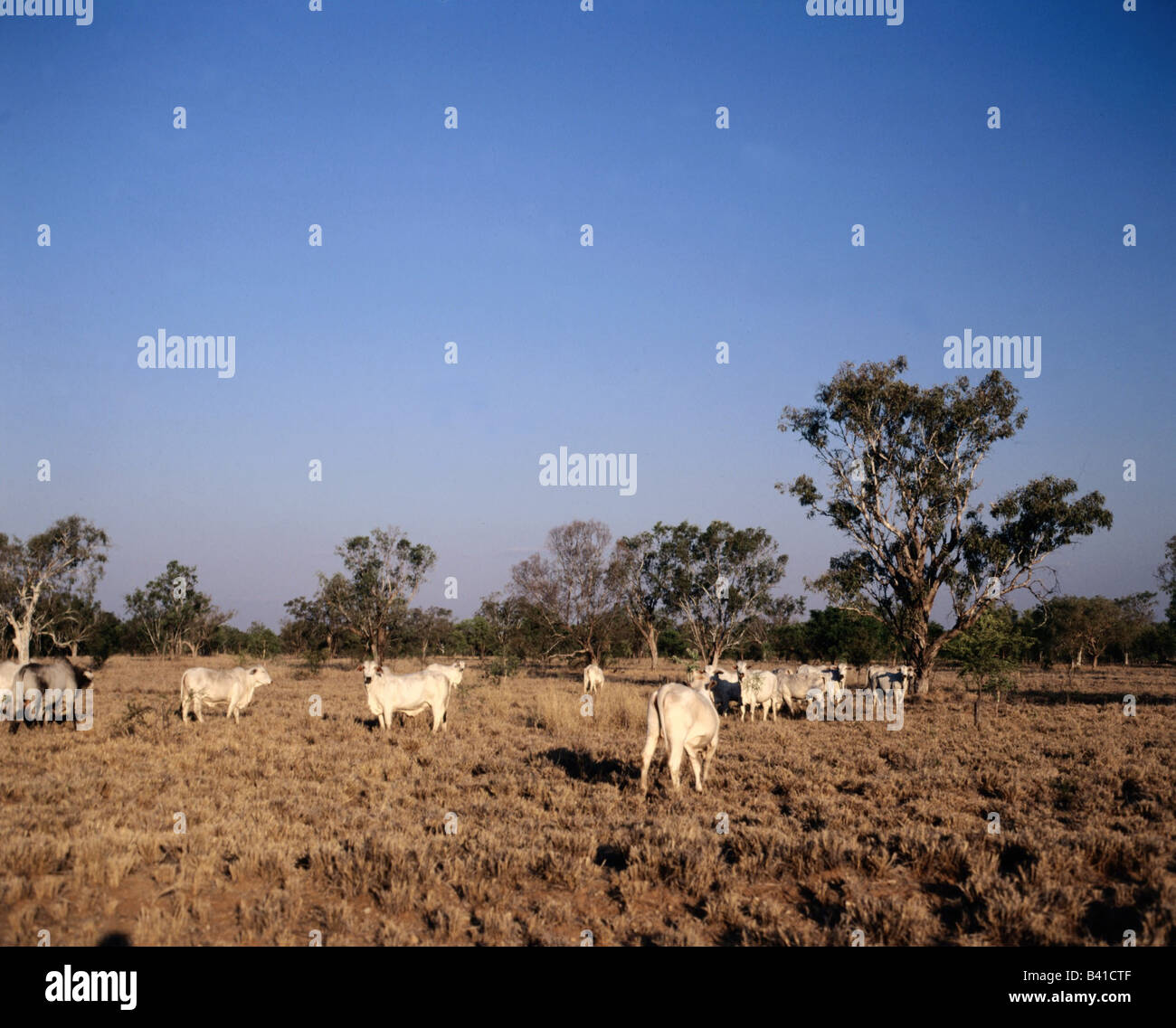 geography / travel, Australia, Western Australia Kimberleys, Brahman ...