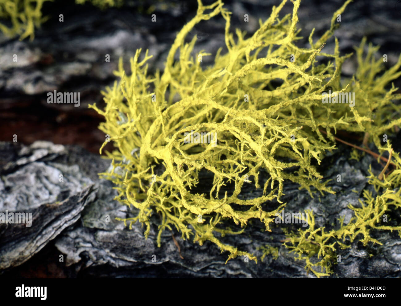 Wolf lichens hi-res stock photography and images - Alamy