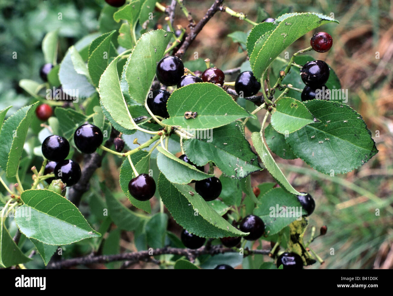 Dark red morello cherry hi-res stock photography and images - Alamy