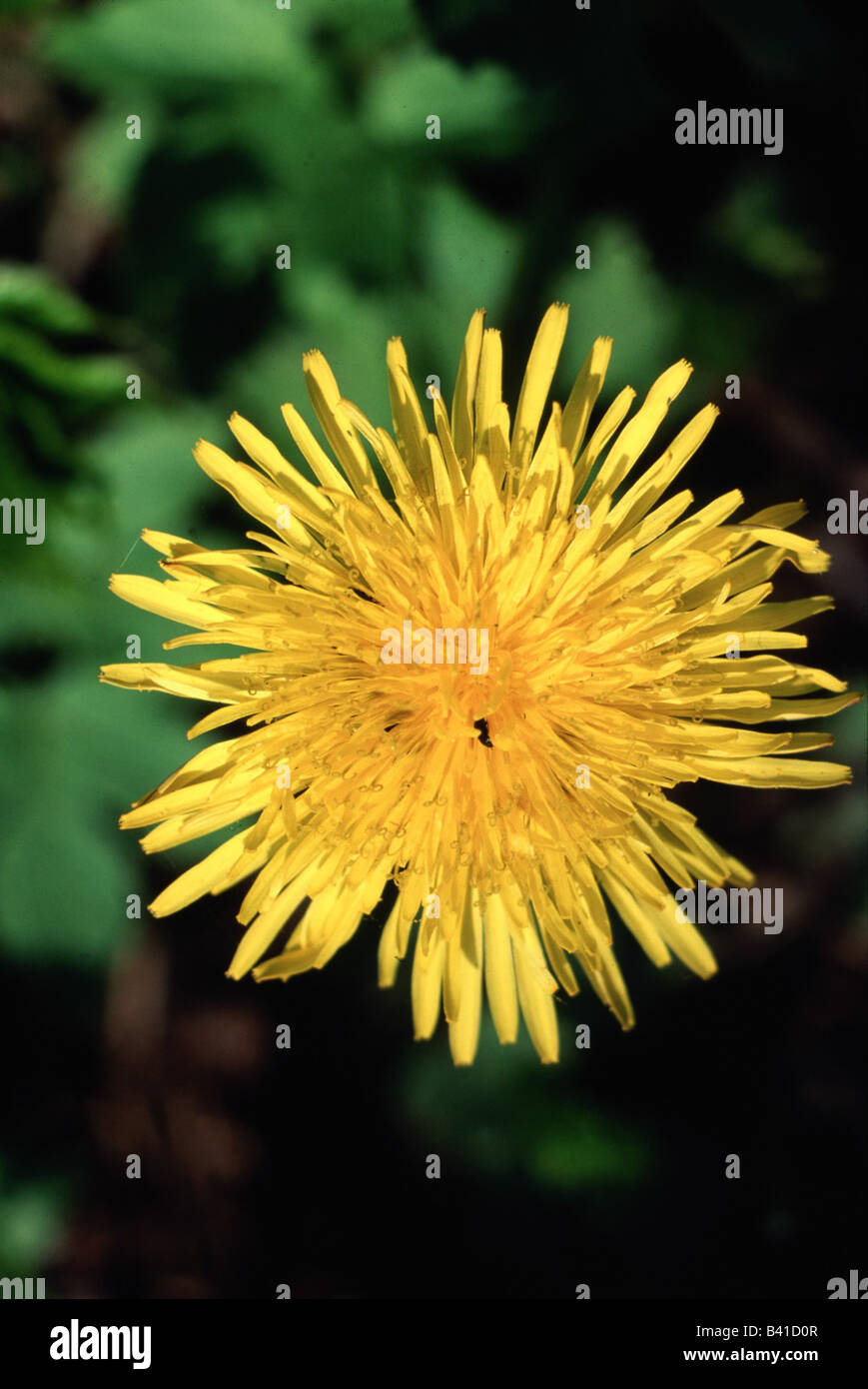 botany, dandelion, (Taraxacum), Common dandelion, (Taraxacum ...