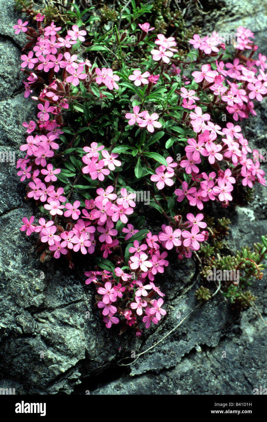 botany, soapwort, (Saponaria), Tumbling Ted, (Saponaria ocymoides ...