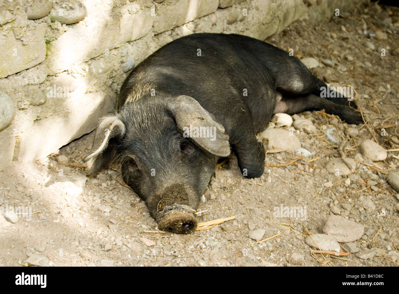 Pig laying down hi-res stock photography and images - Alamy