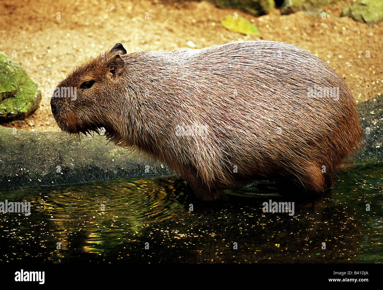 zoology / animals, mammal / mammalian, Capybara, (Hydrochaeris ...