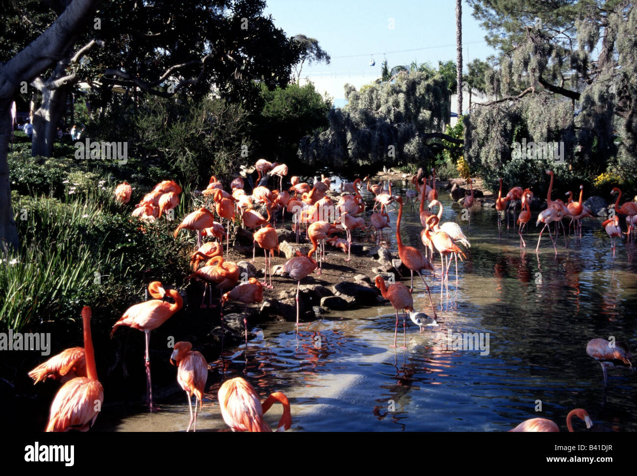 Phoenicopterus r ruber hi-res stock photography and images - Alamy