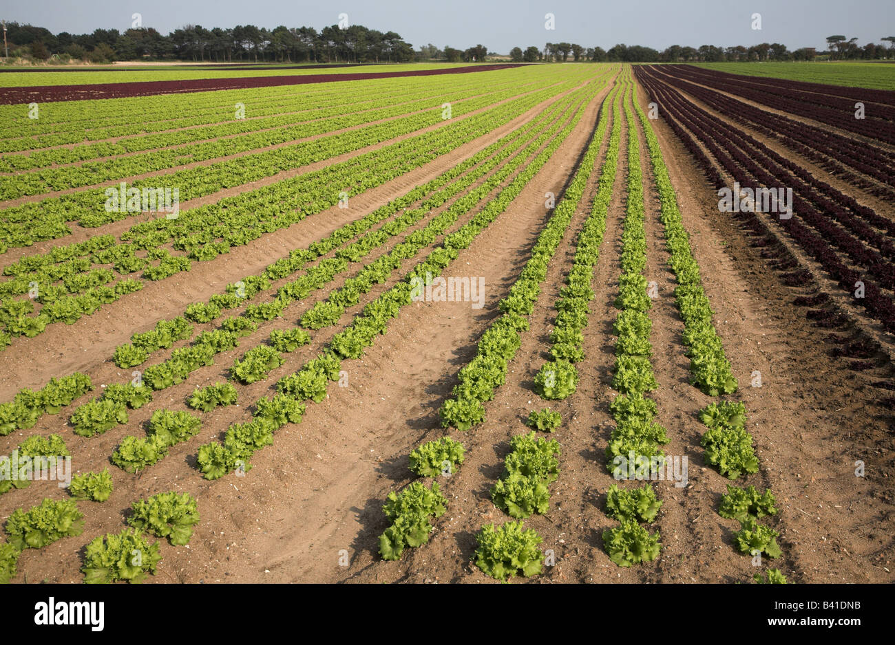 Rows of red and green lettuce plants growing in a field Stock Photo - Alamy