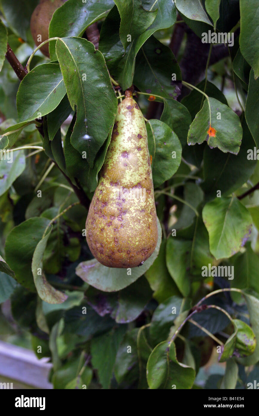 Pear disease hi-res stock photography and images - Alamy