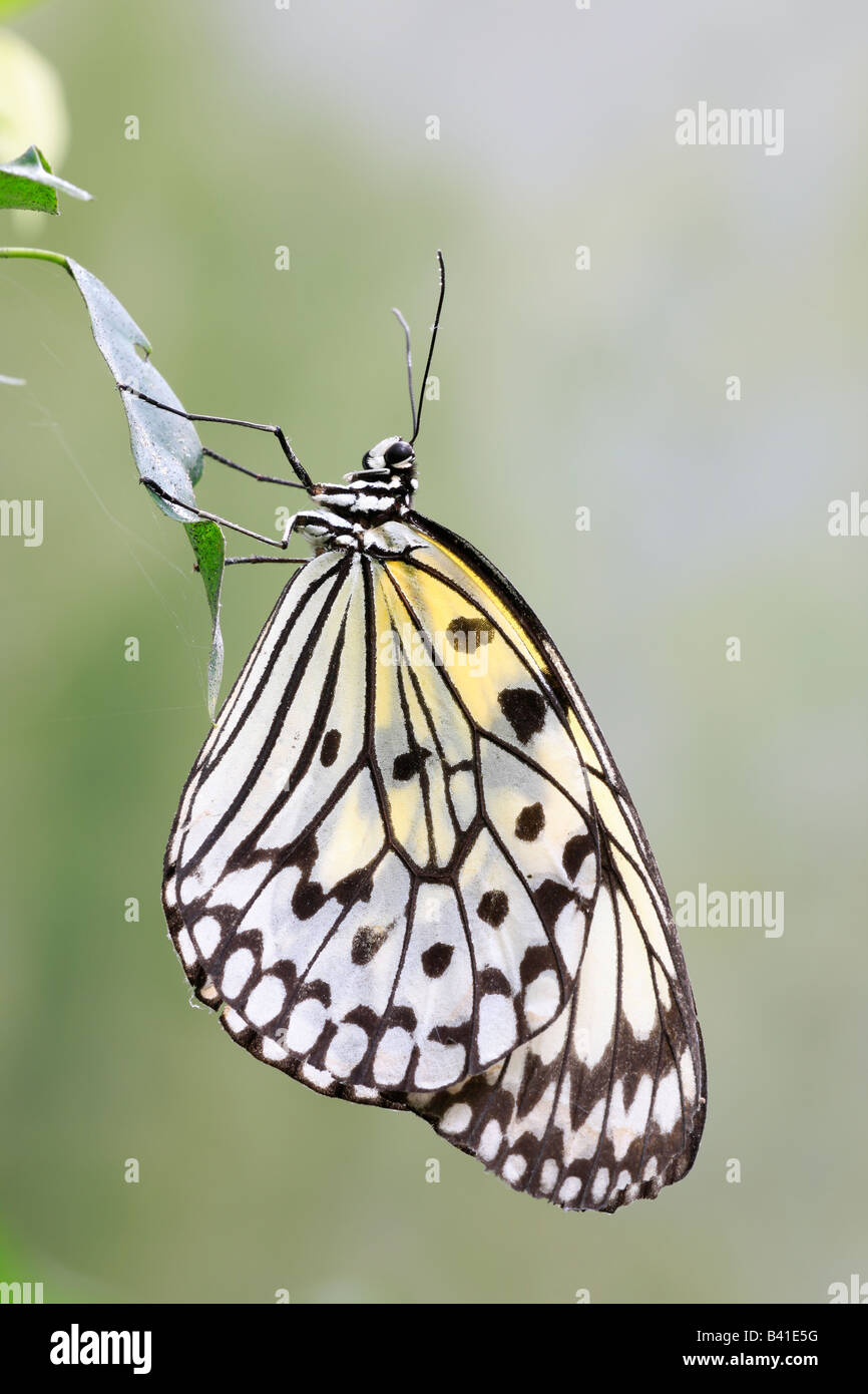 butterfly White tree Nymphe or also known as Rice Paper Butterfly or ...