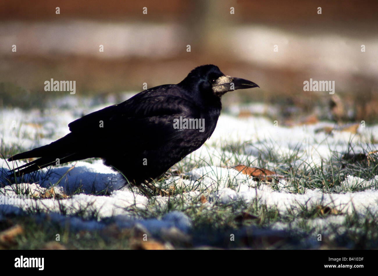 zoology / animals, avian / bird, Corvidae, Rook (Corvus frugilegus ...