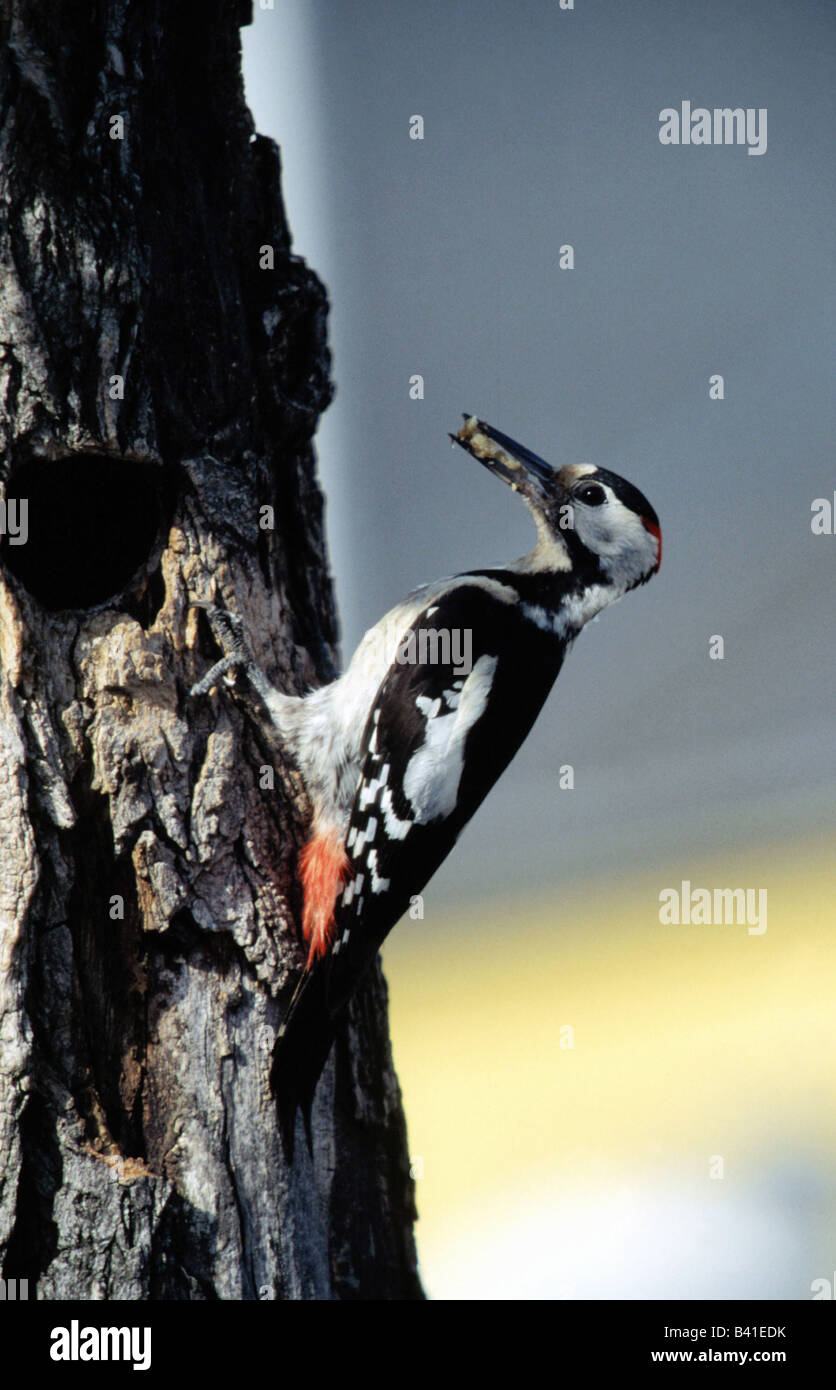 zoology / animals, avian / bird, Great spotted woodpecker, (Picoides ...