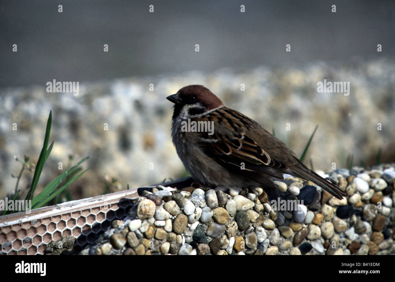 Passer by asia hi-res stock photography and images - Alamy