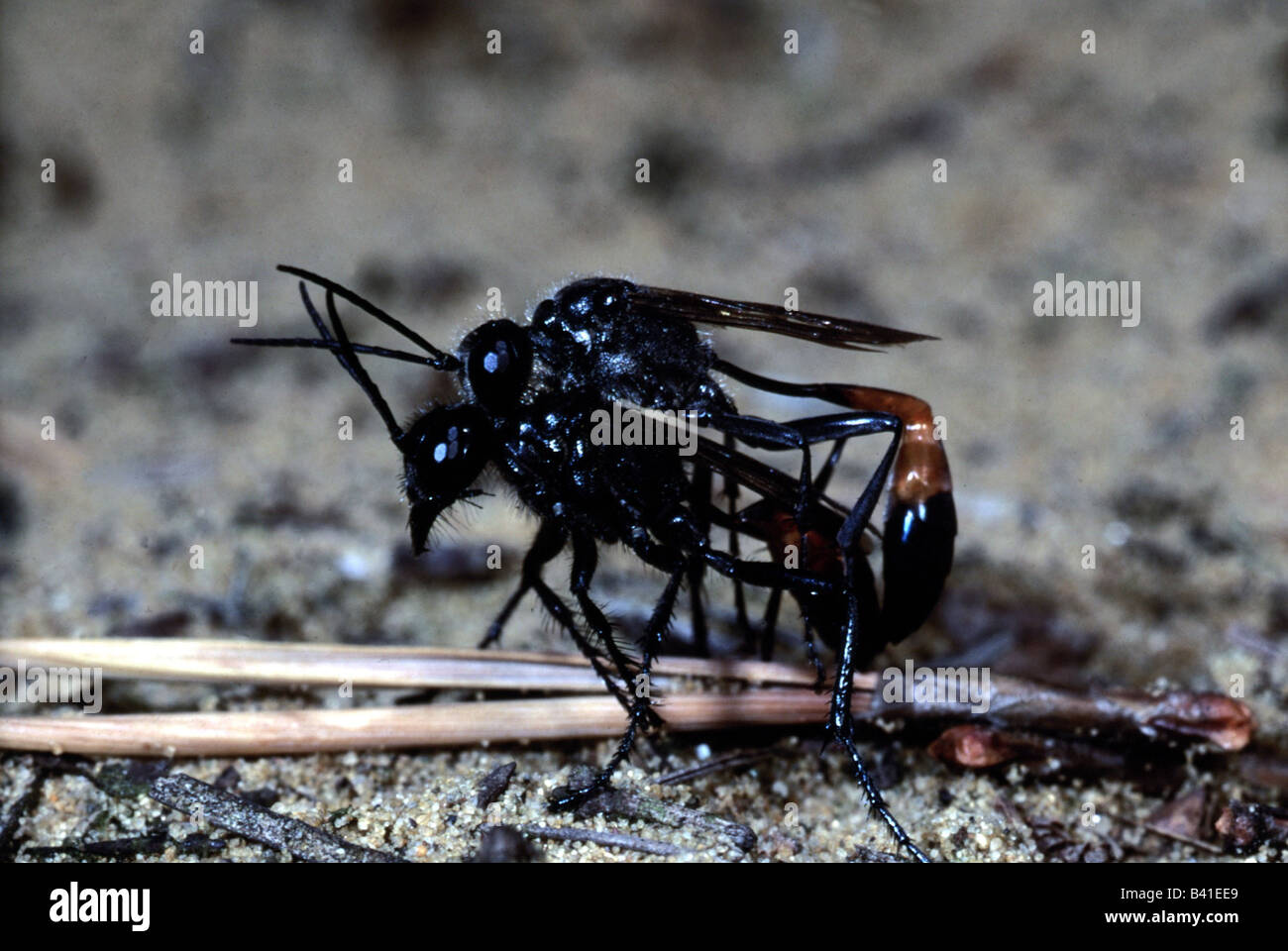 zoology / animals, insects, wasps, Red Banded Sand Wasp, distribution ...