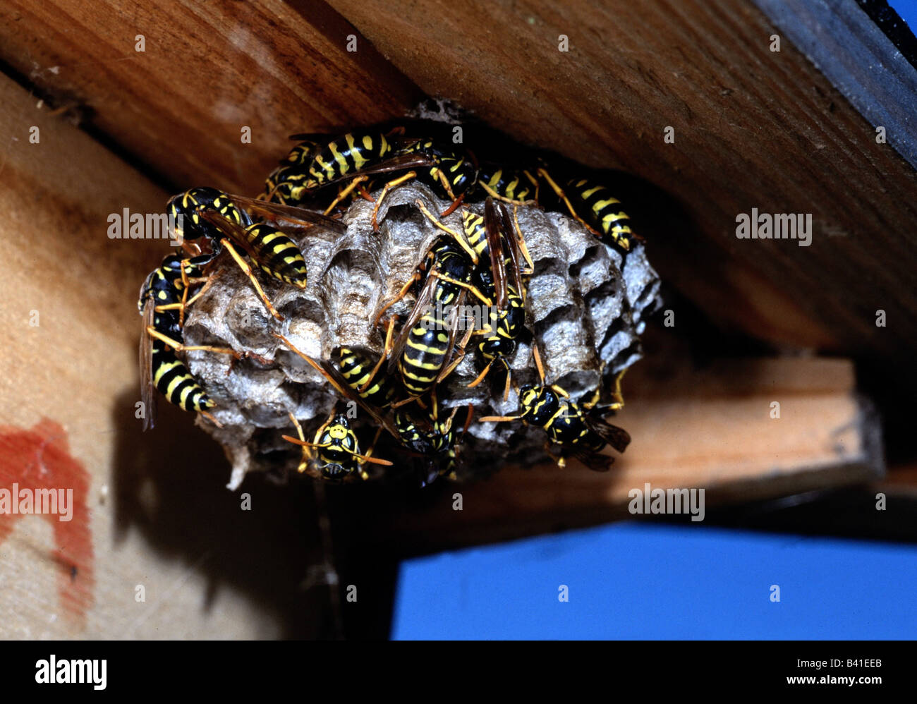 zoology / animals, insect, Polistinae, Paper wasp (Polistes), wasps ...