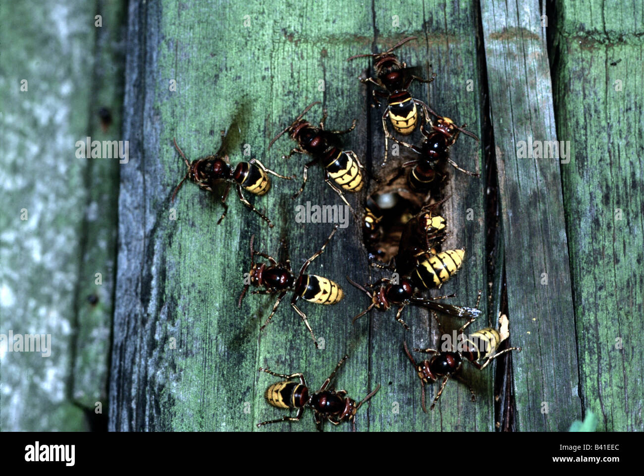 Several insects hi-res stock photography and images - Alamy