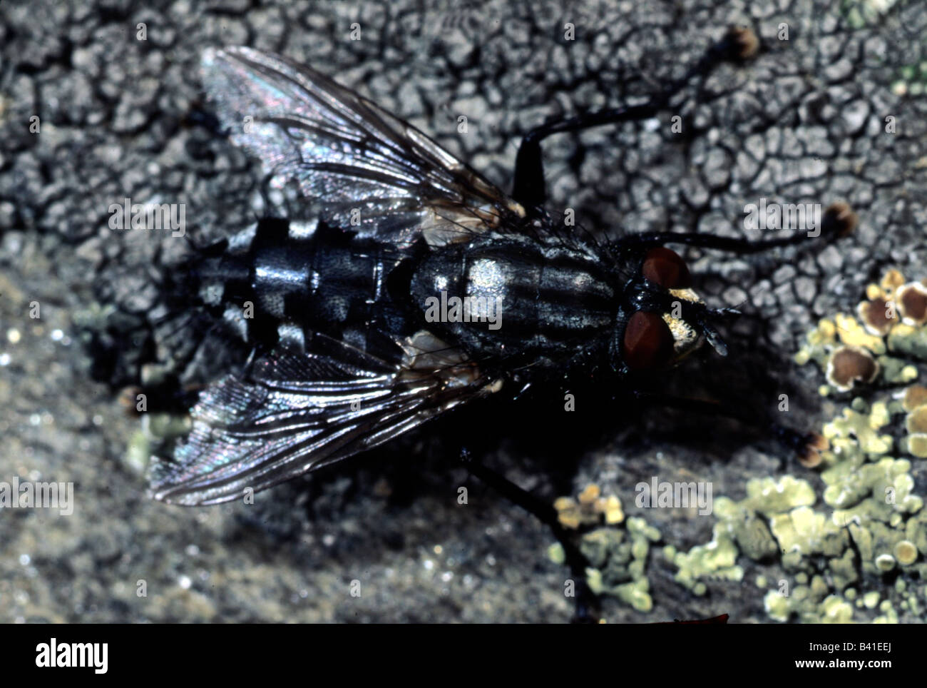 zoology / animals, insect, Sarcophagidae, Sarcophaga carnaria, sitting ...