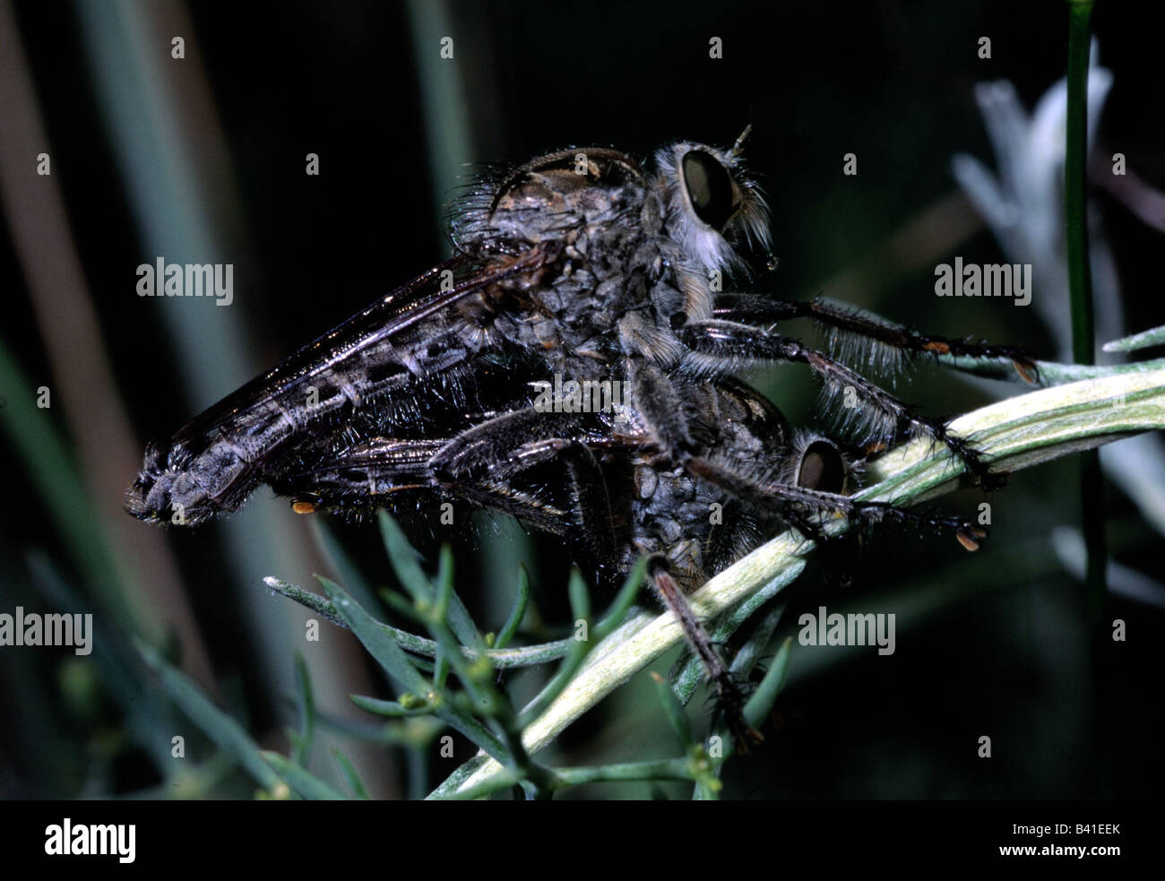 zoology / animals, insects, flies, Robber flies, (Machimus atricapillus ...