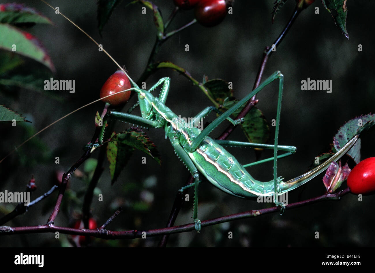 Insect locust hi-res stock photography and images - Alamy