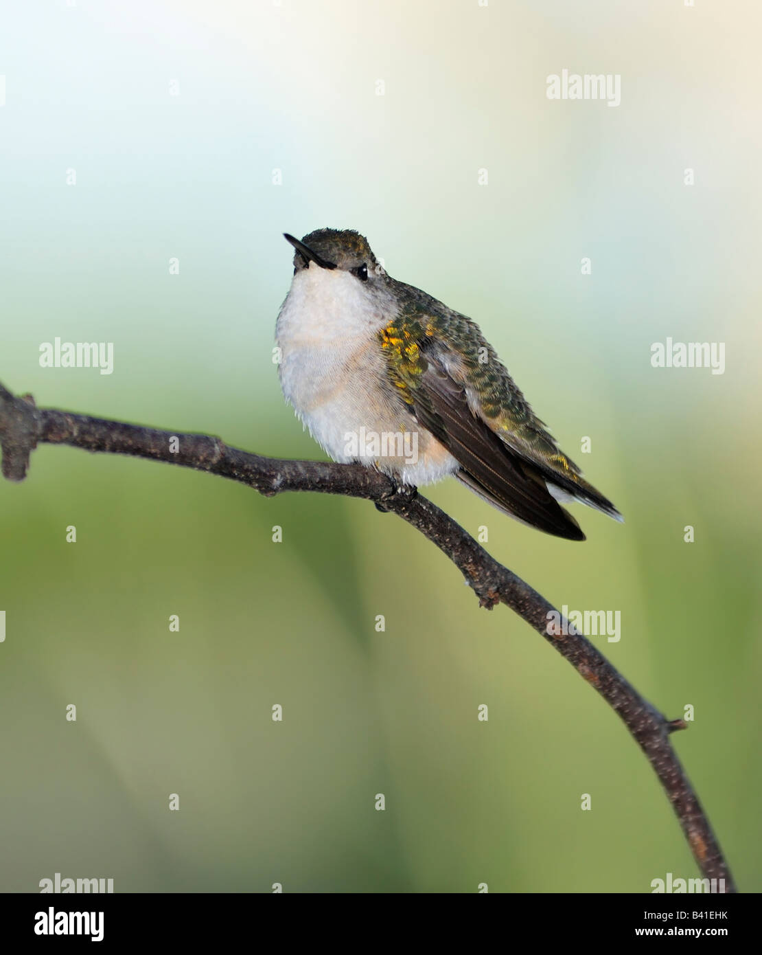 A female Ruby throated Hummingbird, Archilochus colubris, perching on a ...