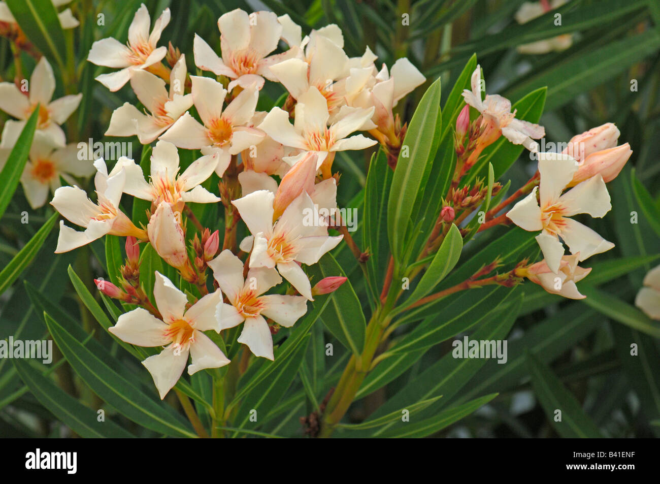 Oleander (Nerium oleander variety Angiolini Pucci) flowering Stock ...