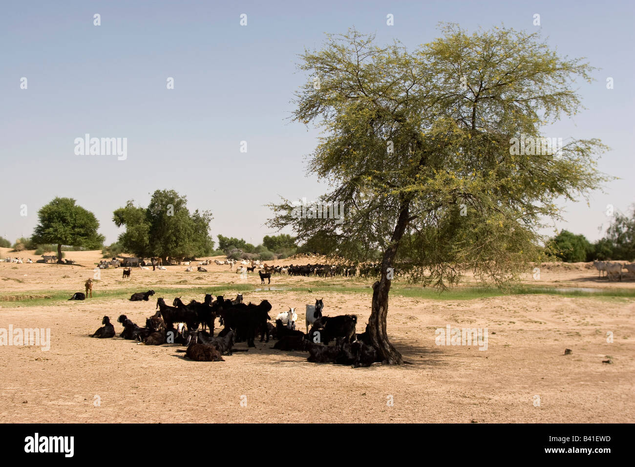 Goats resting under a tree , Thar desert, Rajasthan India Stock Photo ...