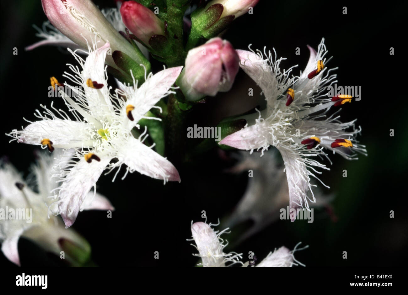 botany, Menyanthes, (Menyanthes), Buckbean, (Menyanthes trifoliata ...