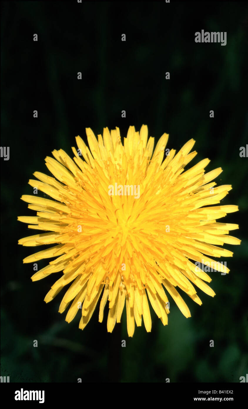 botany, dandelion, (Taraxacum), Common dandelion, (Taraxacum ...