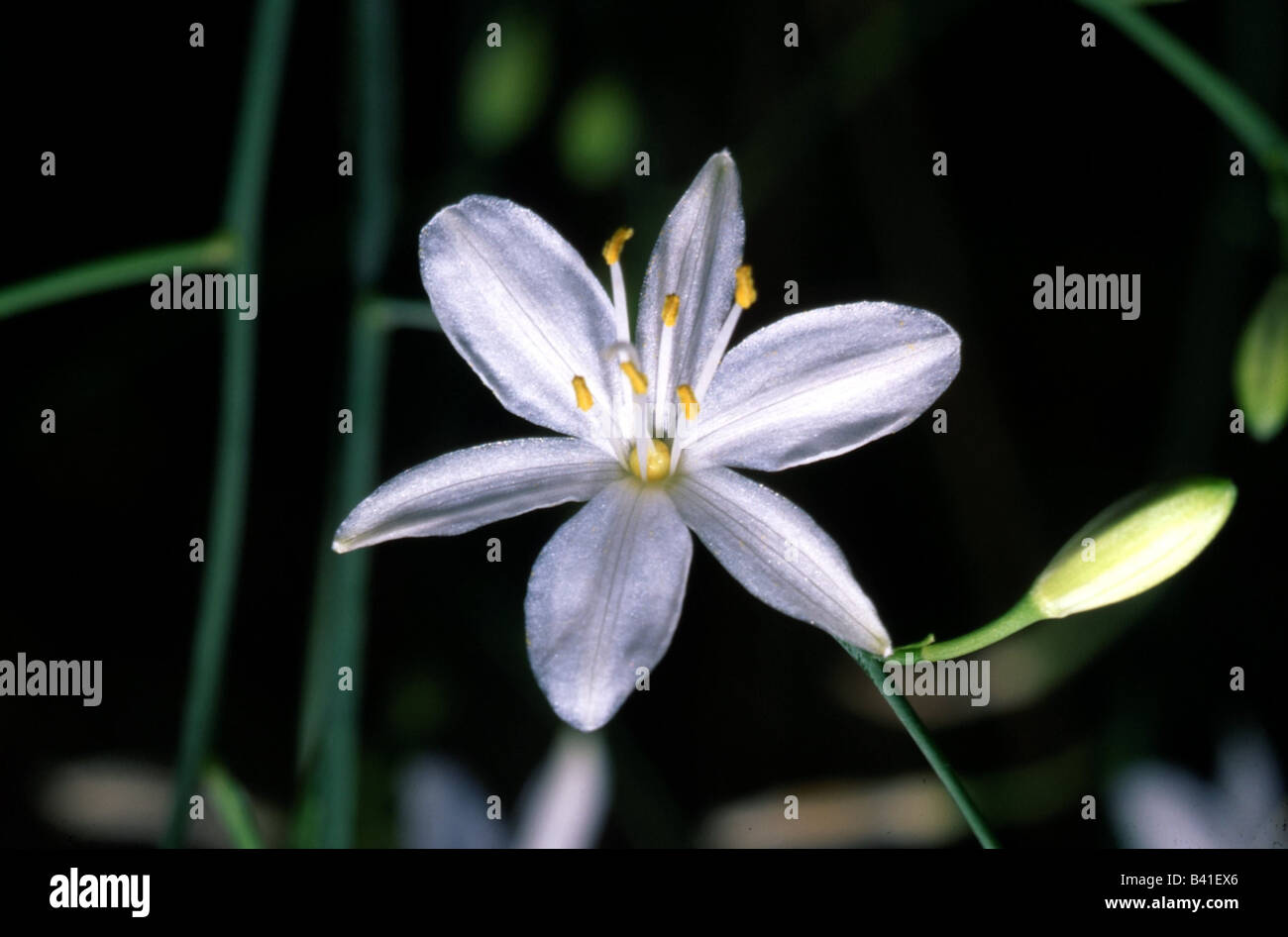 botany, Anthericum, St. Bernard Lily, (Anthericum ramosum), blossom ...