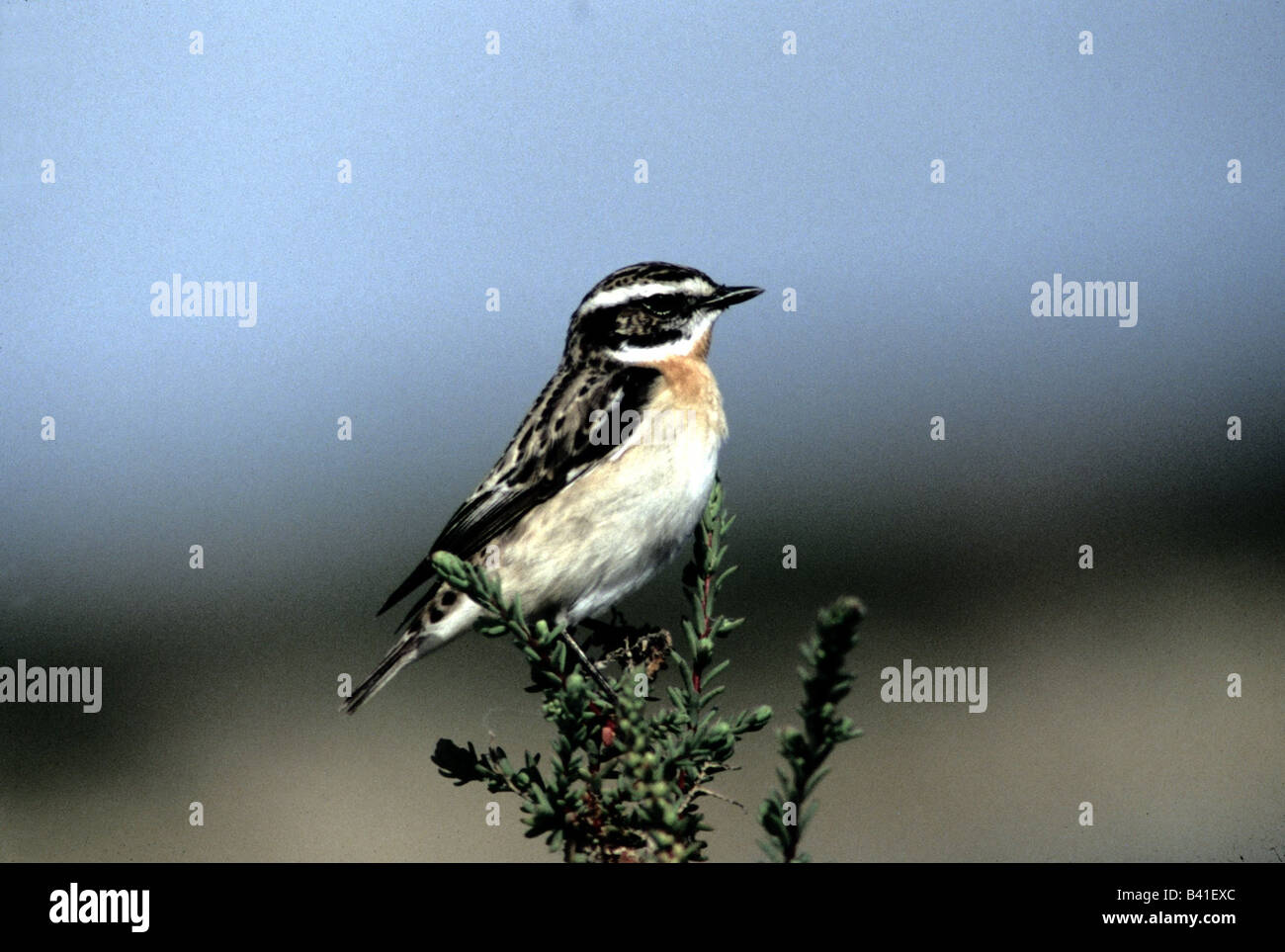 zoology / animals, avian / bird, Muscicapidae, Whinchat (Saxicola ...