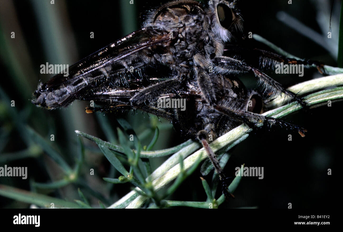 zoology / animals, insects, flies, robber flies, (Machimus atricapillus ...