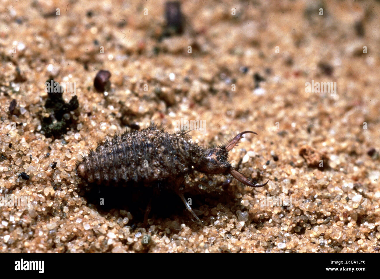 Europe insects hi-res stock photography and images - Alamy